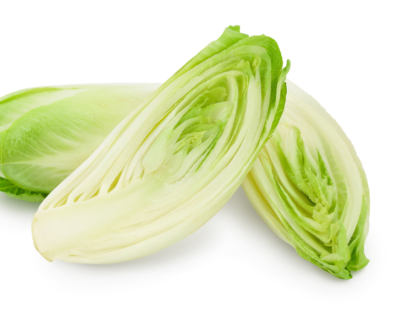 Chicory – Rabbit Boxes